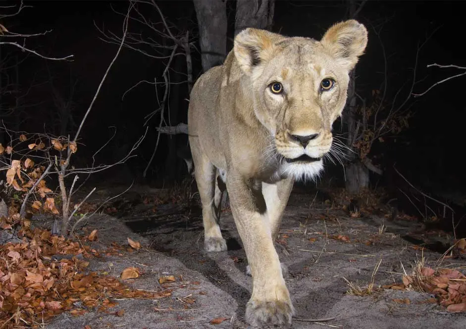 Delhi Got Another Vantara. Full AC Wildlife Zoo. National Zoological ...